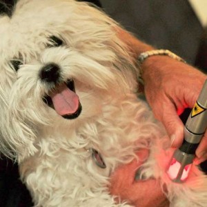 K-LASER VET® thérapie laser vétérinaire pour chien, chat, cheval, nac