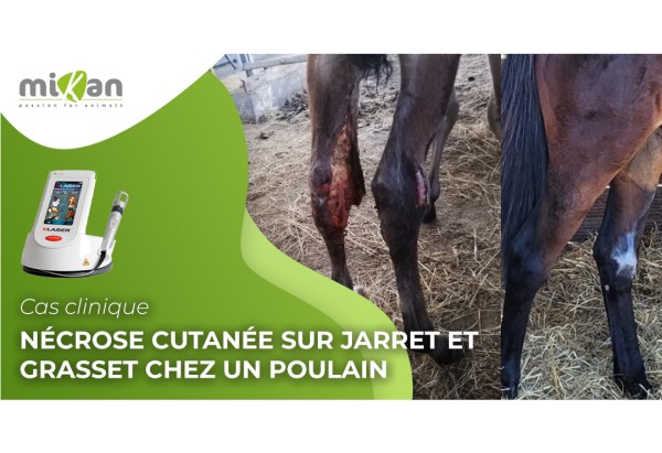 Cas clinique : nécrose cutanée sur jarret et grasset chez un poulain