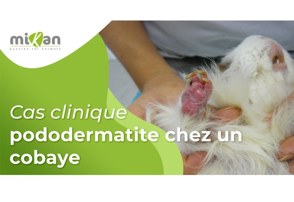 Prise en charge d'une pododermatite chez un cobaye avec la thérapie laser